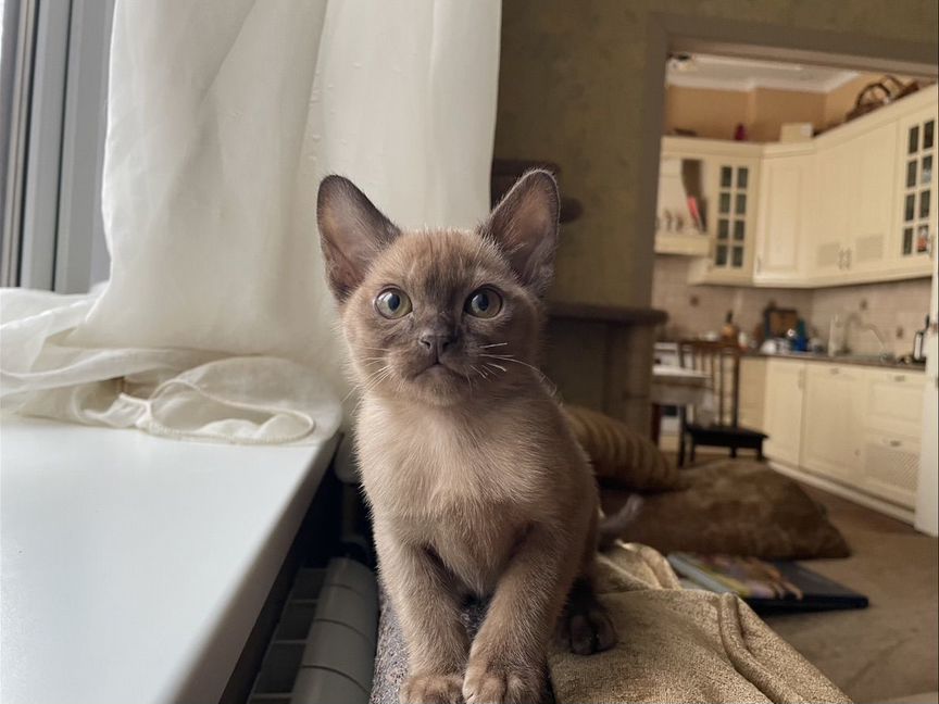 Бурманский котенок