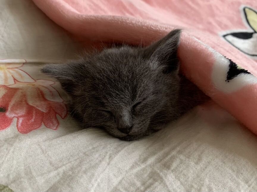 Котенок британец бесплатно в добрые руки