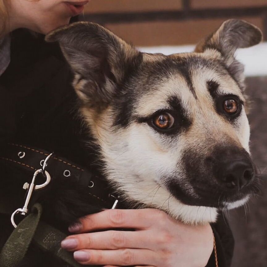 Собака Варвара некрупная