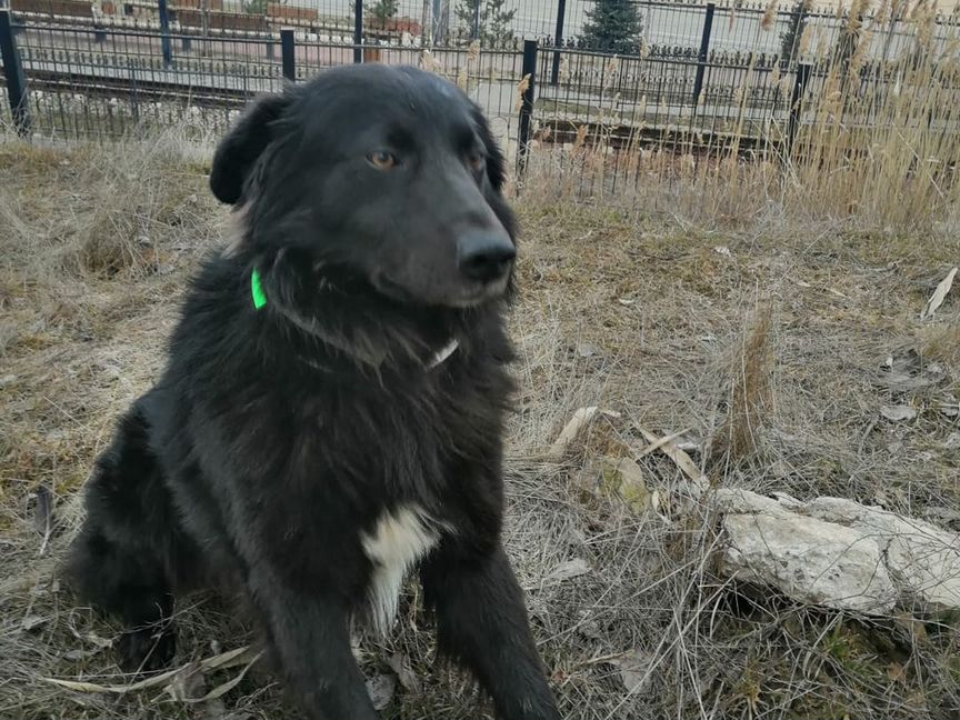 Ищу хозяина