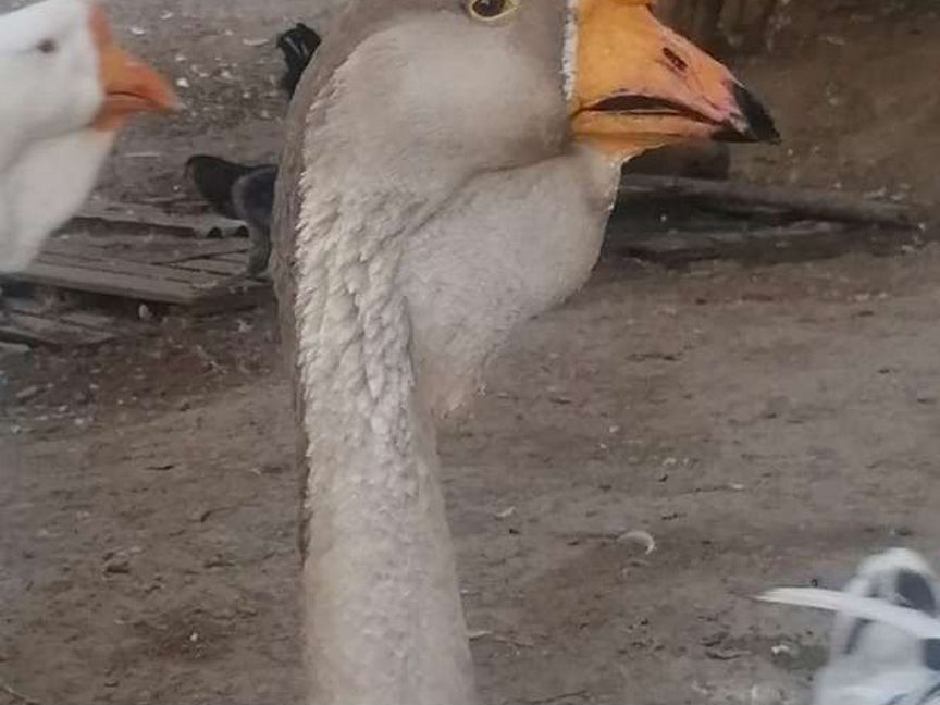 Гусь холмогор