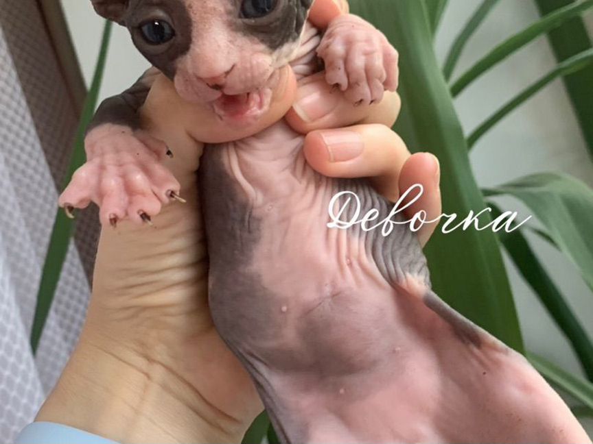 Канадский сфинкс котенок