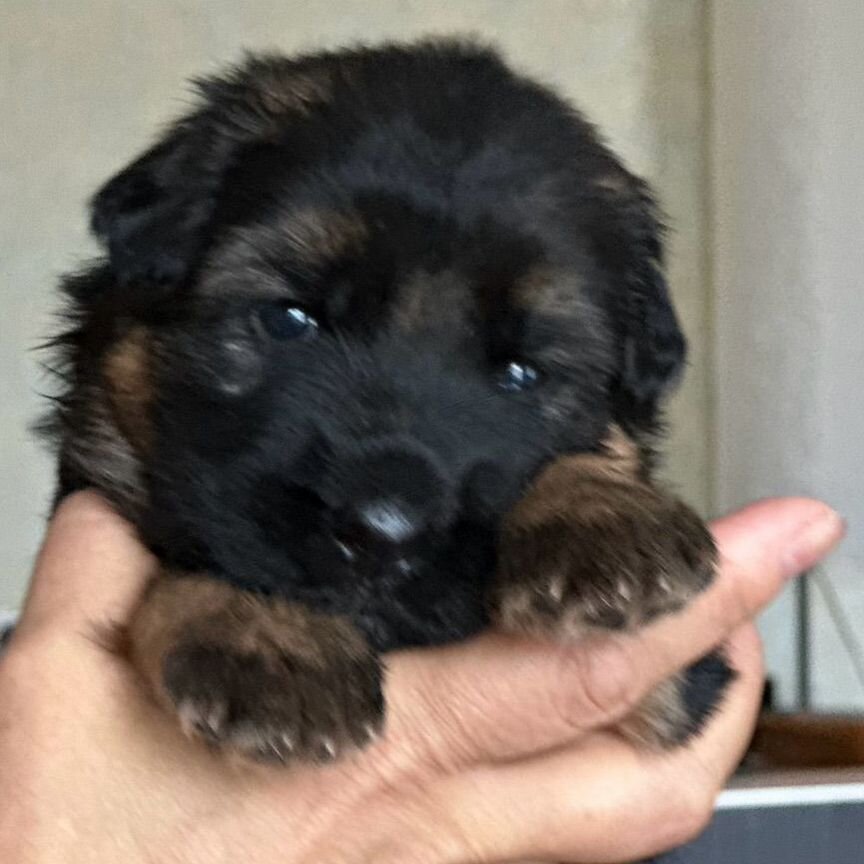 Немецкая овчарка длинношерстная