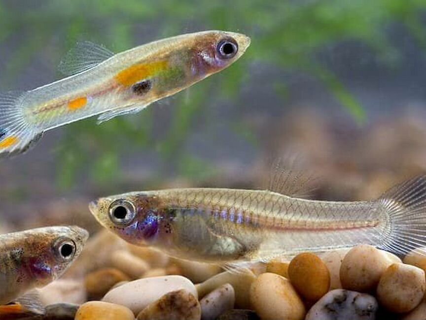 Рыбки гуппи бесплатно