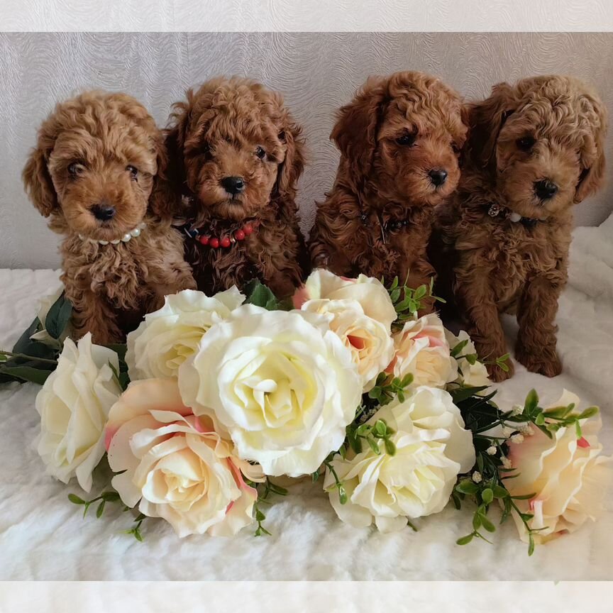 Той-пудель, щенок