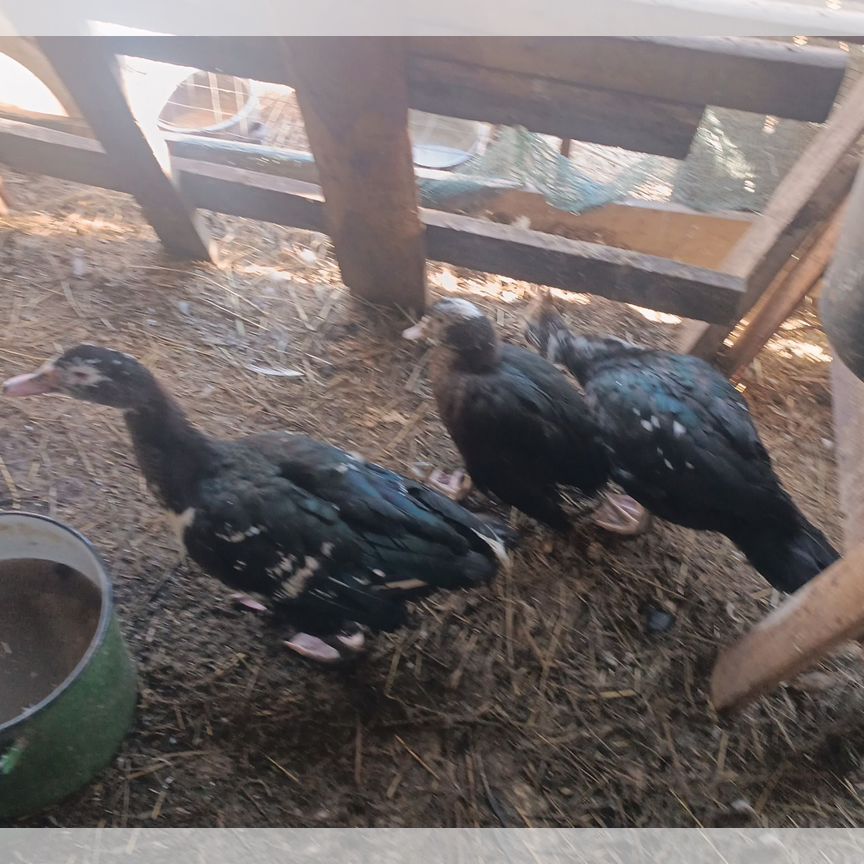 Утята индоутки