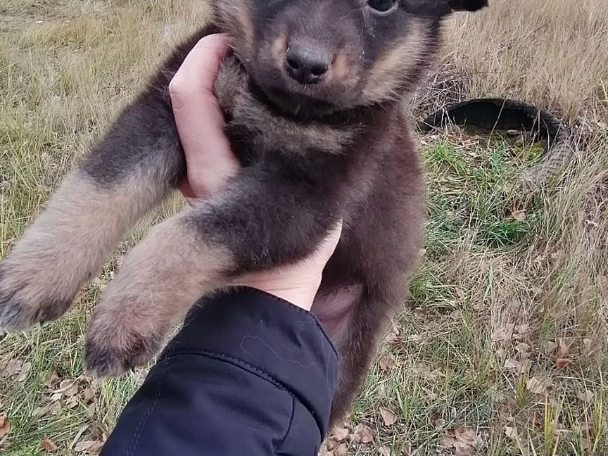 Отдам щенка дворняги