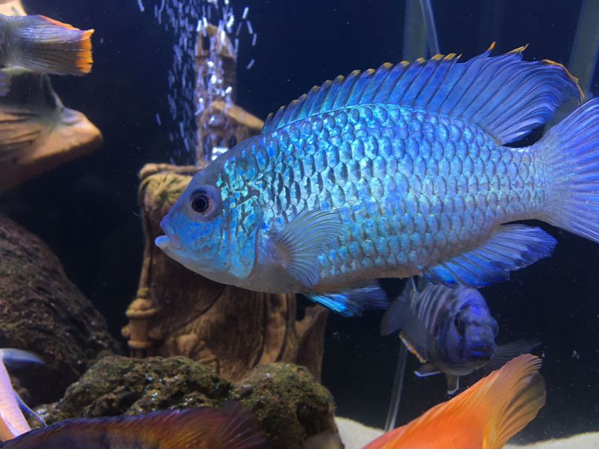 Аквариумные рыбки цихлиды