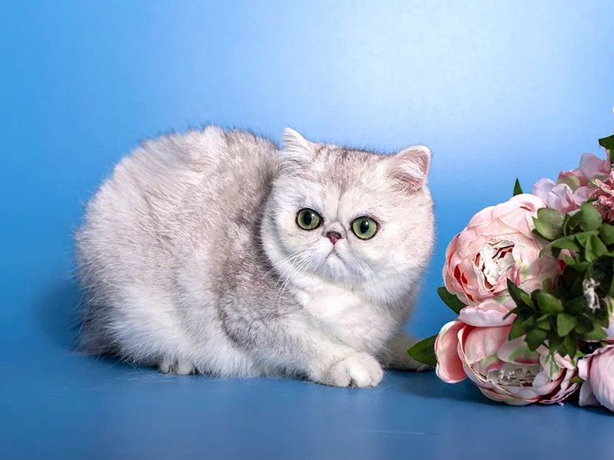 Экзотическая шиншилла