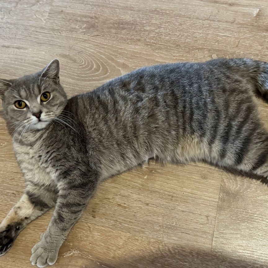 Британку выкинули