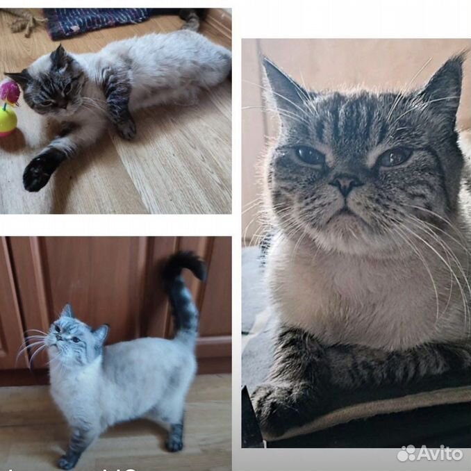 Британская кошка метис