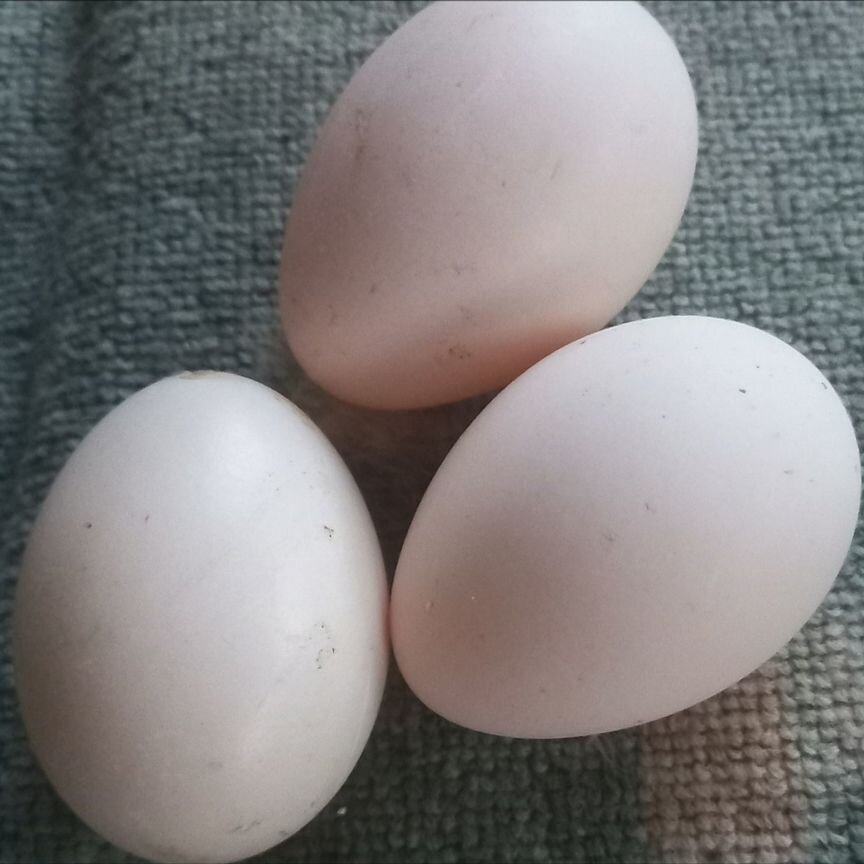 Утиные яйца