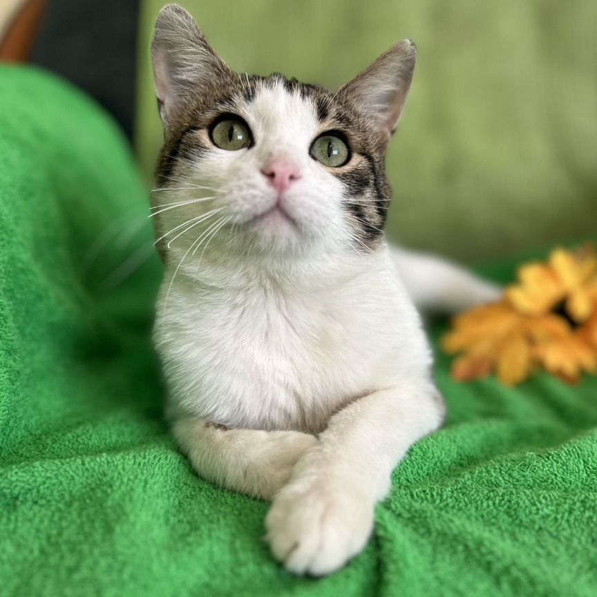 Котик Тёма