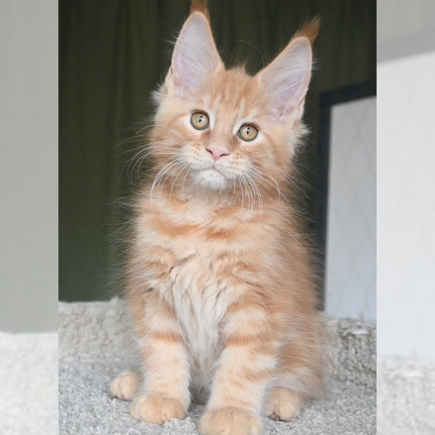 Мейн-кун котёнок