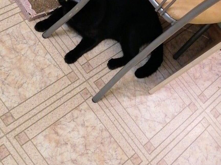 Черный кот, в добрые руки