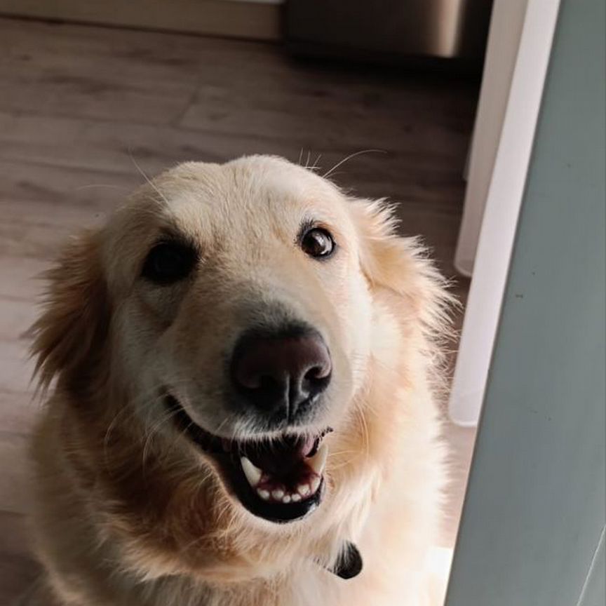 Собака Рада