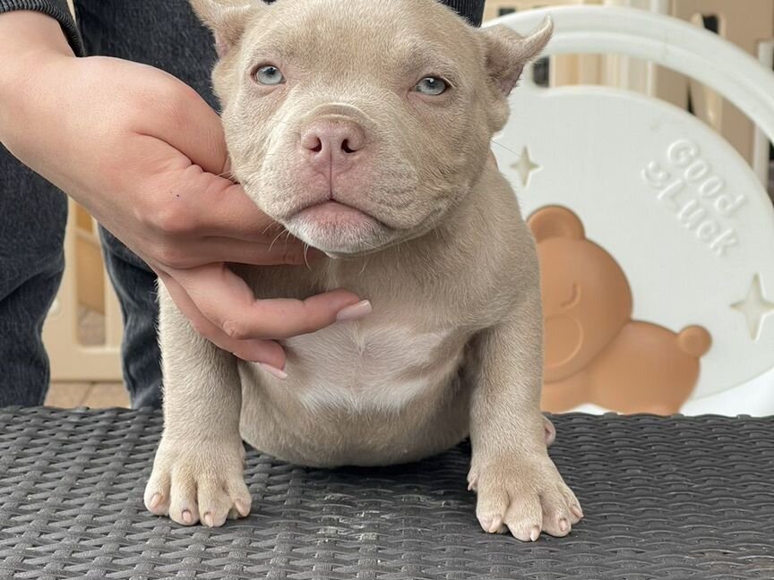 Американский булли