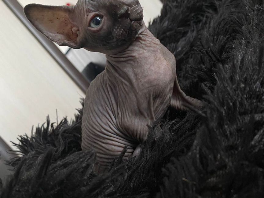 Канадский сфинкс котенок