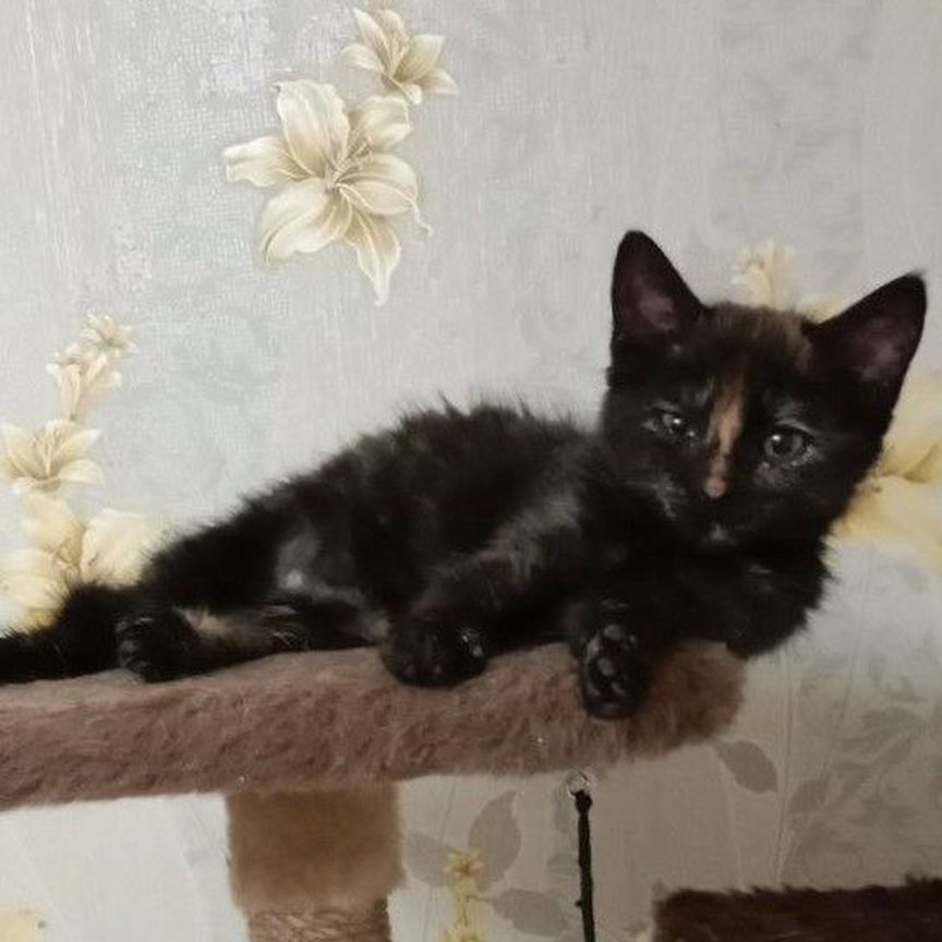 Мокко кошечка 3 месяца