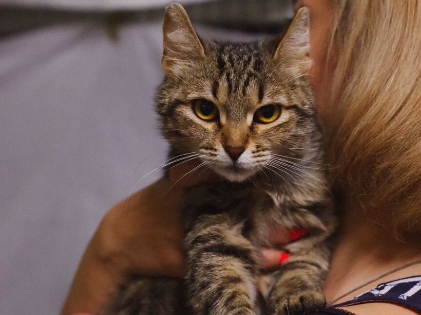 Кошки в добрые руки