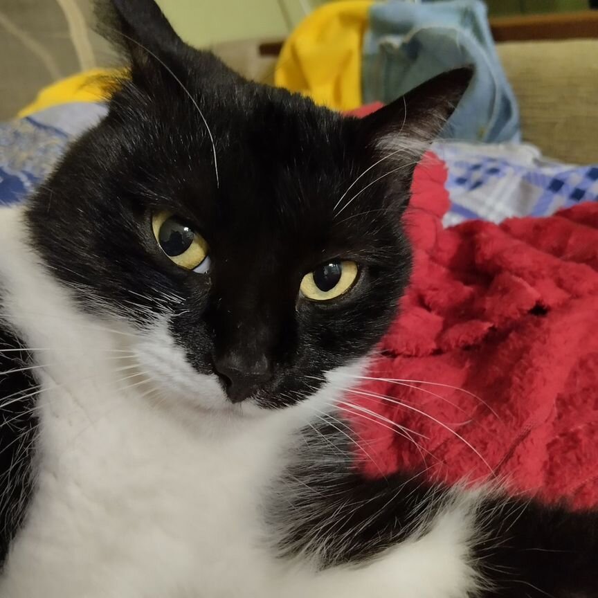 Кошечка Маша ищет дом