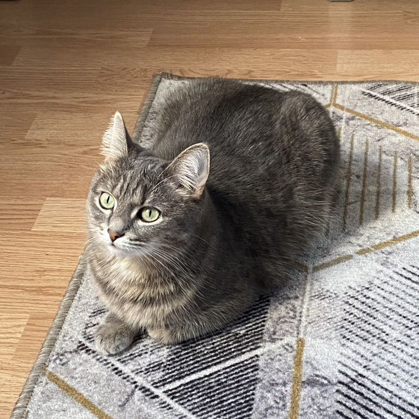 Отдам кошечку Соню в добрые руки