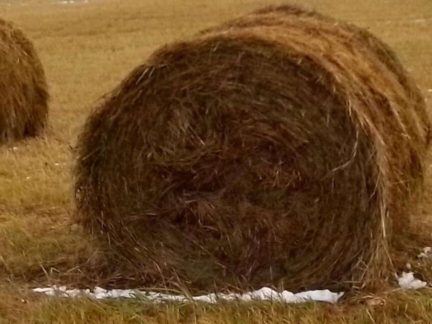 Сено отличного качества