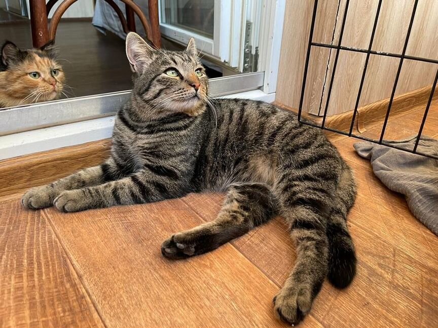 Кот