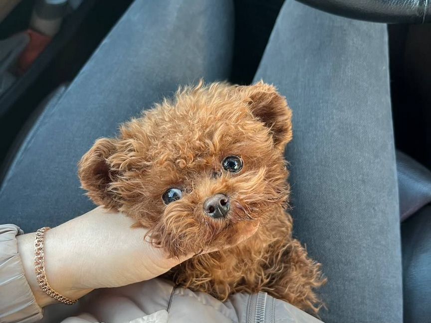 Мини Тедди пудель