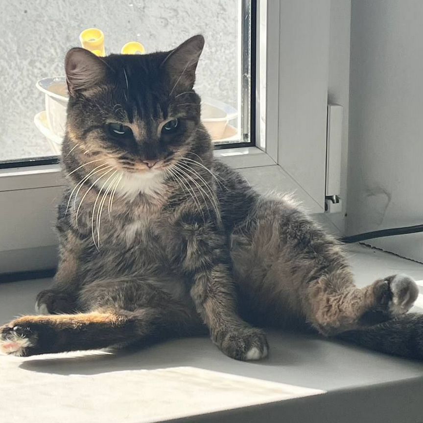 Взрослый кот в добрые руки