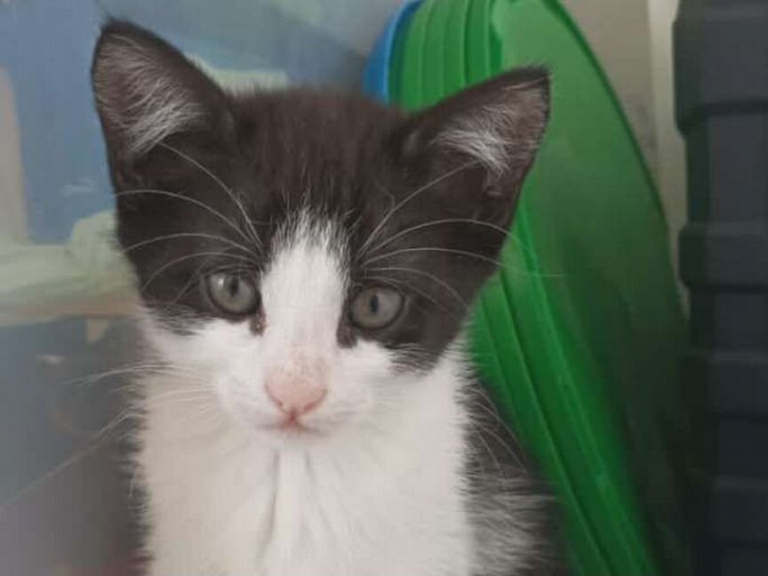 Котята в добрые руки бесплатно