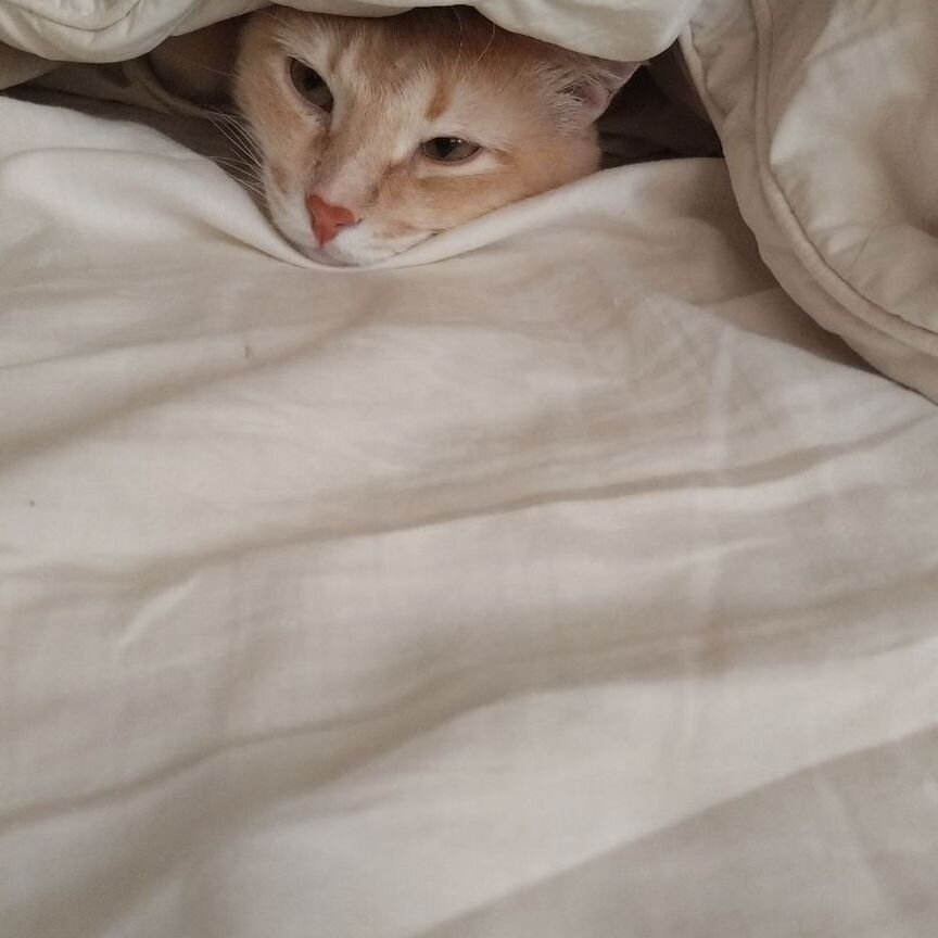 Рыжий хулиган ищет семью