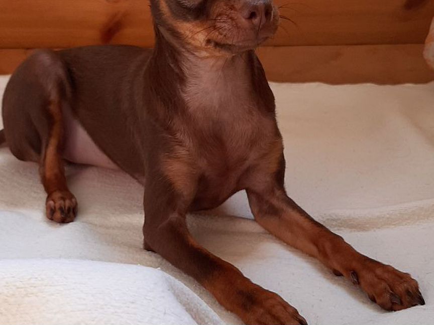 Русский той-терьер куколка