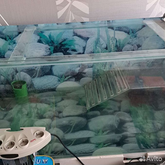 2 черепахи красноухие с аквариумом