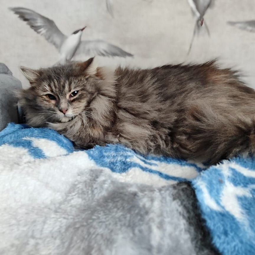 Кошечка