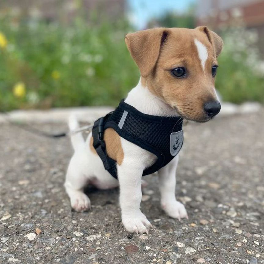 Выгул собак