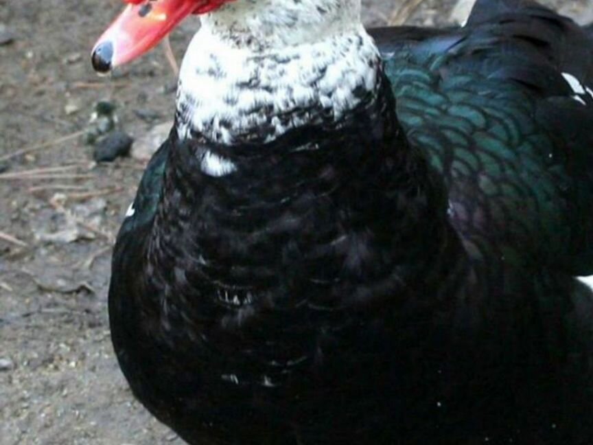 Мускусные утки