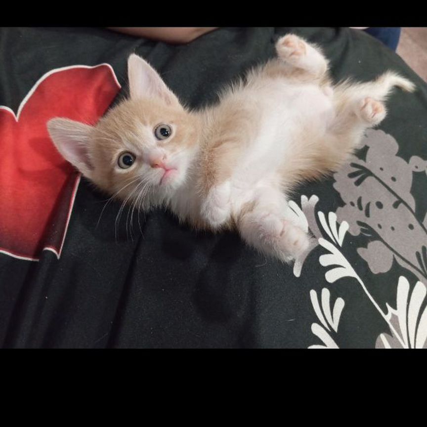 Отдадим котеночка