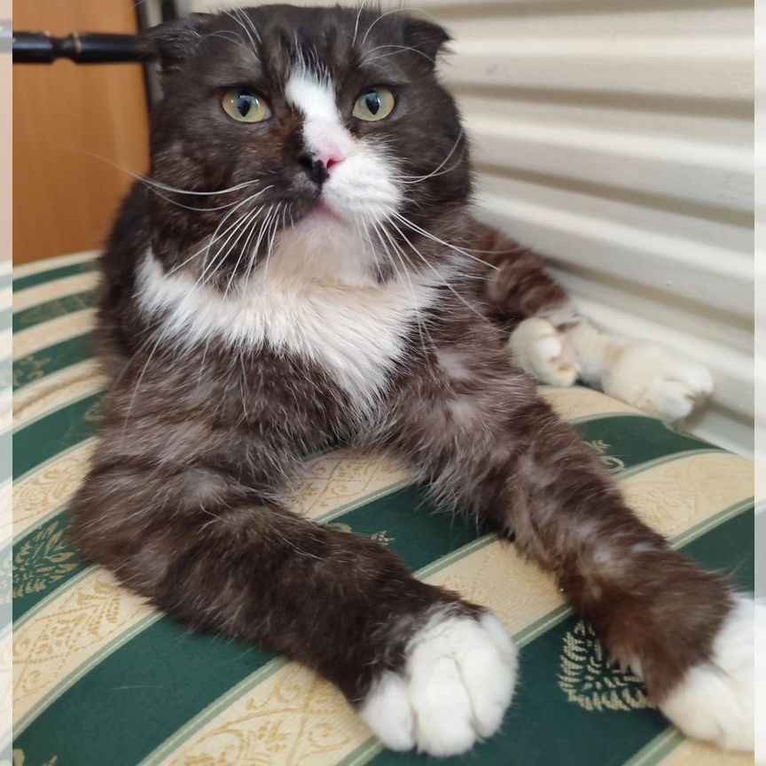 Шотландский вислоухий короткошёрстный, взрослый кот