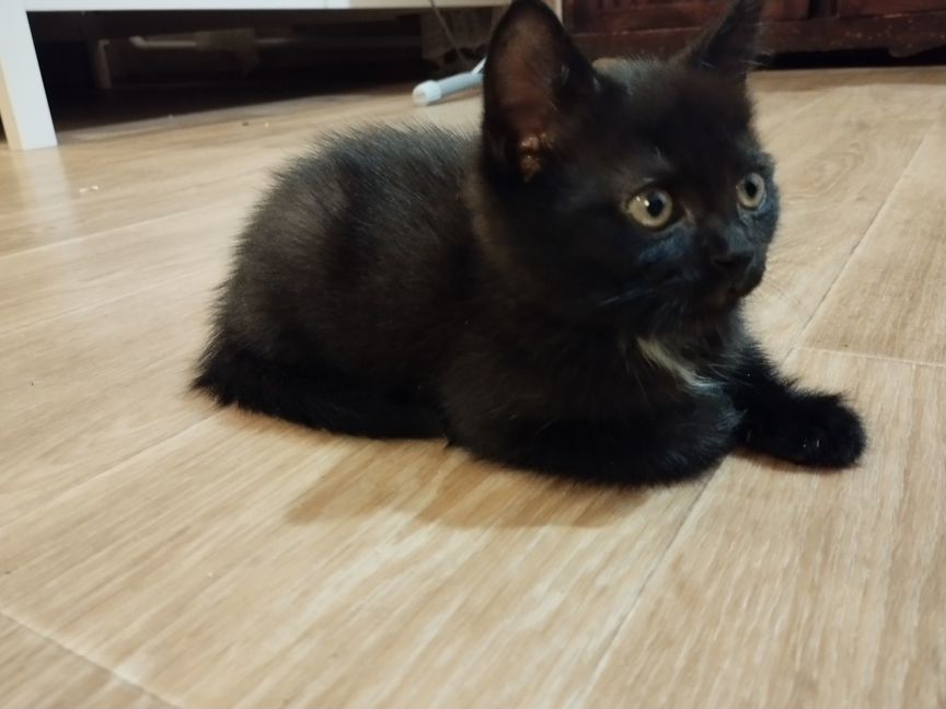 Котенок Уголек