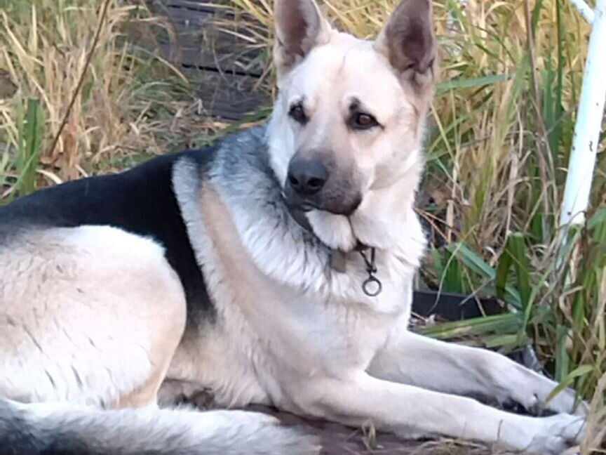 Восточноевропейская овчарка вязка