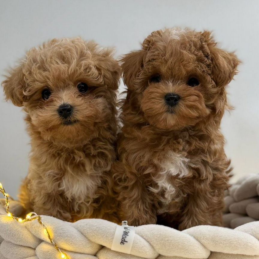 Мальтипу, щенок