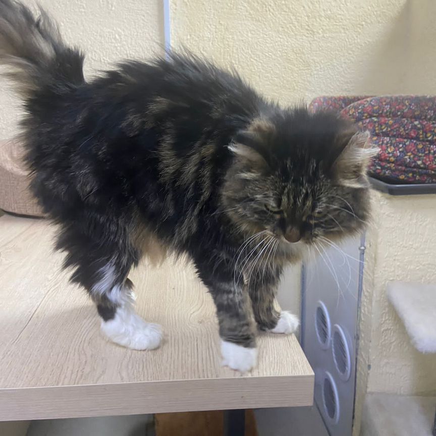 Кошка ищет семью