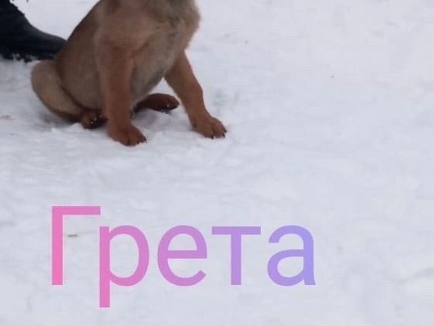 Щенок нуждается в доме