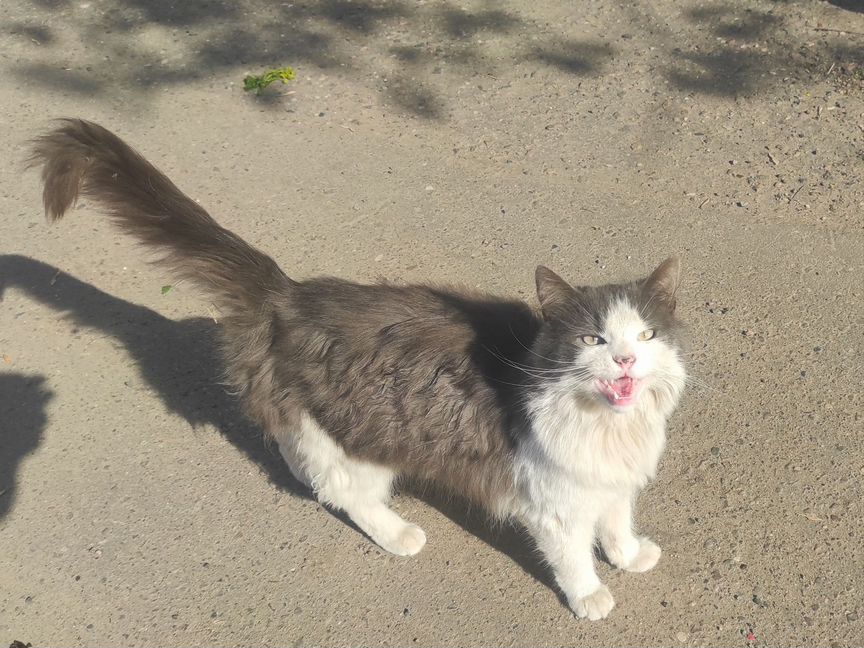Котик не крупный редкой красоты плачет