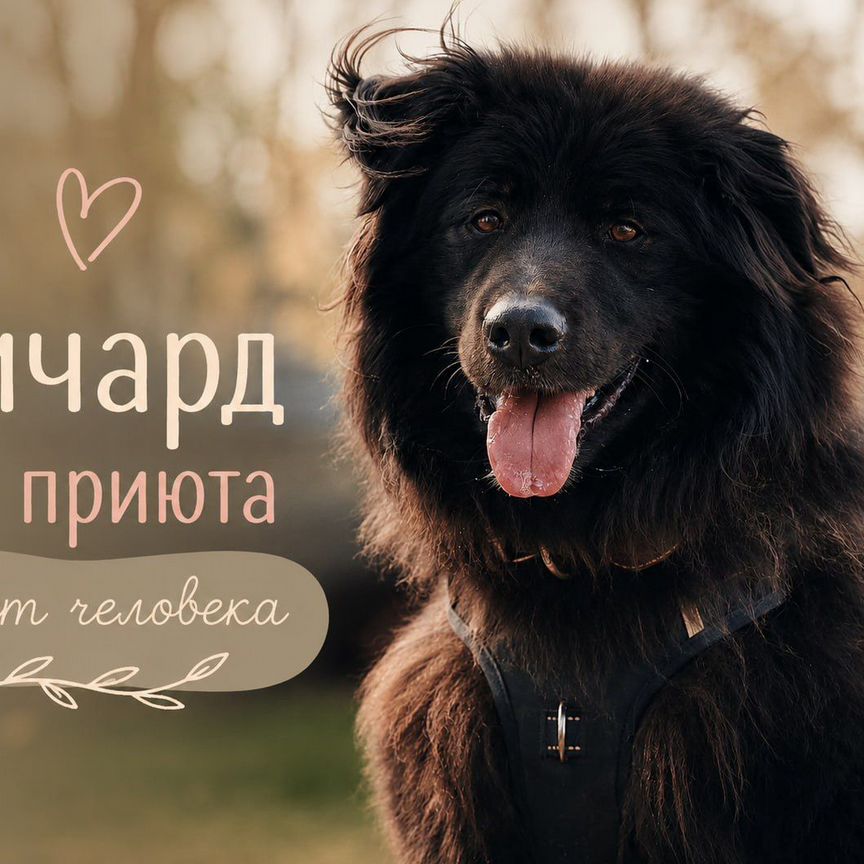 Взрослый пёс в добрые руки