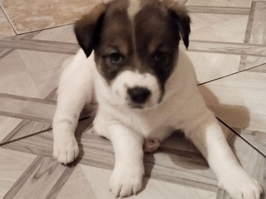 Отдам в добрые руки щенков от небольшой собаки