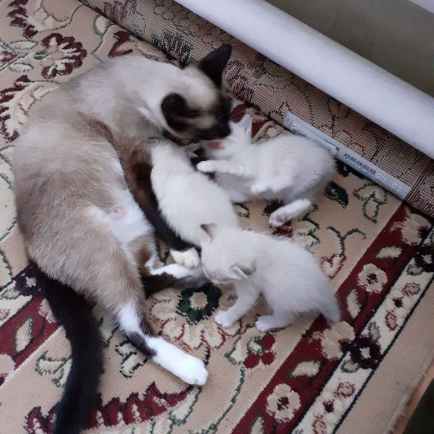 Сеамские котята девочки