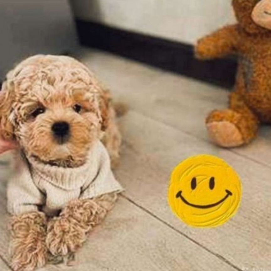 Мини детки мальтипу ф1тедди к Новому году