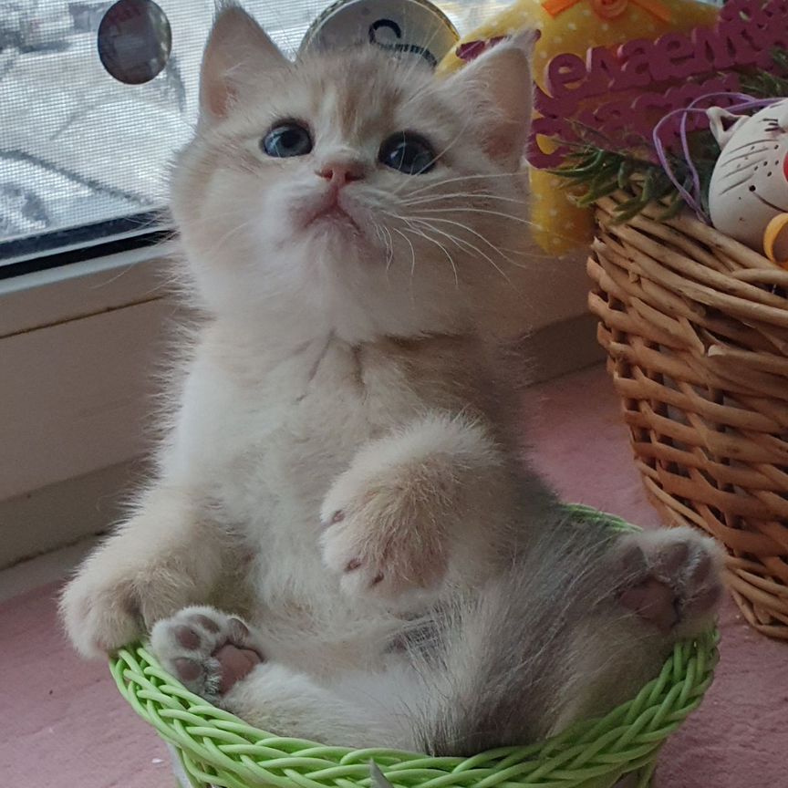 Котята голубое золото- ау